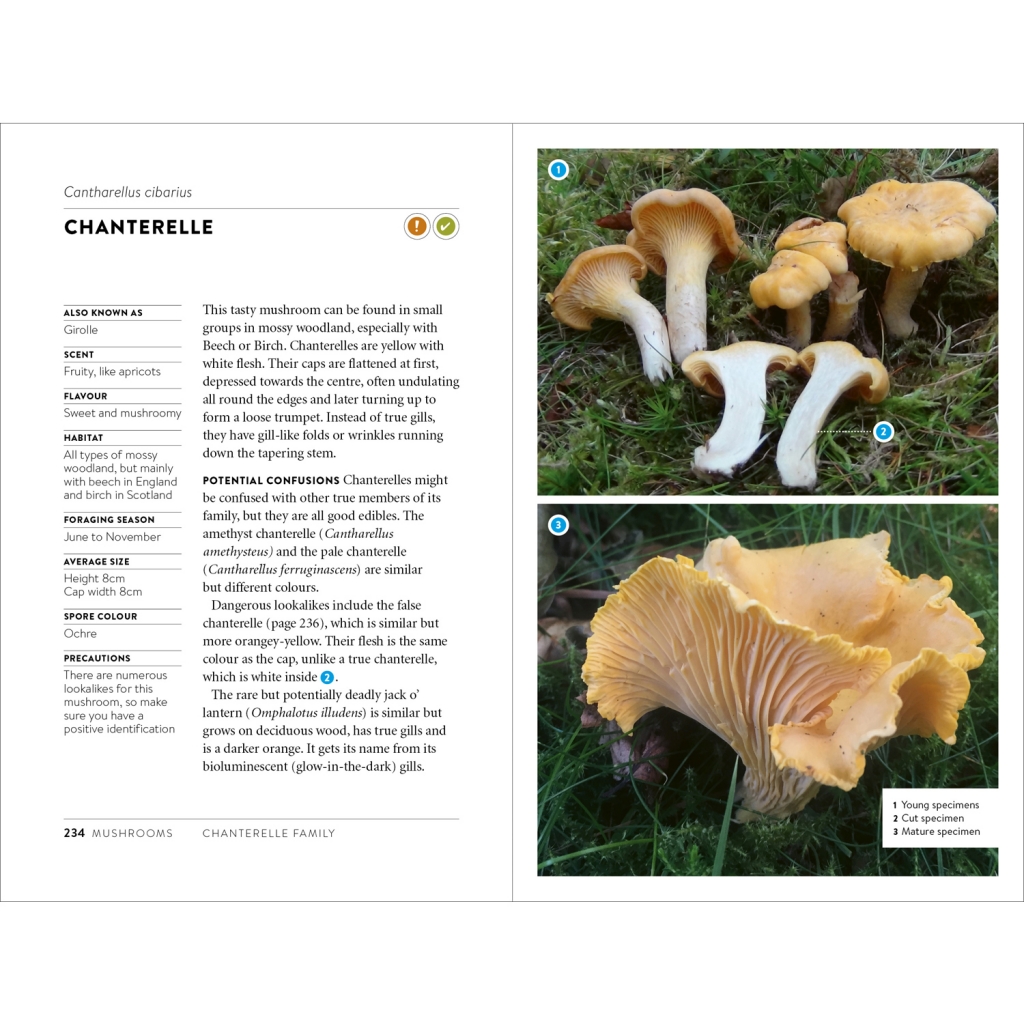 Foraging Pocket Guide - Foraging