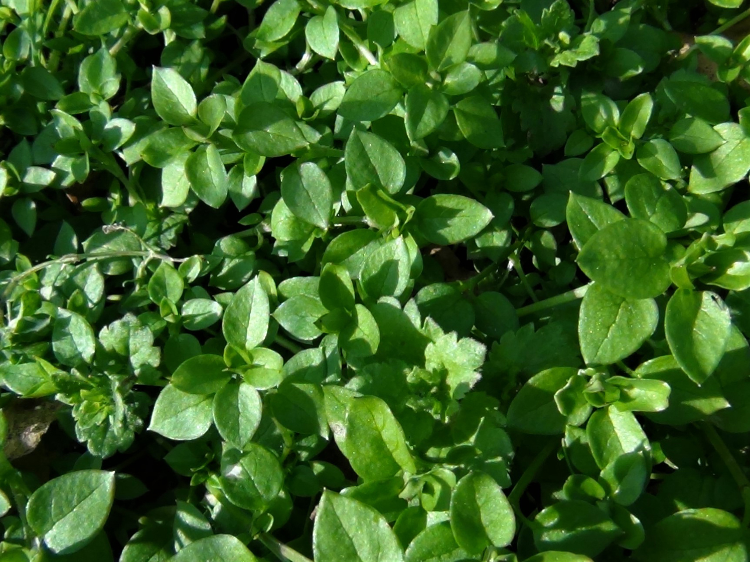 Foraging in April 2021 - Foraging