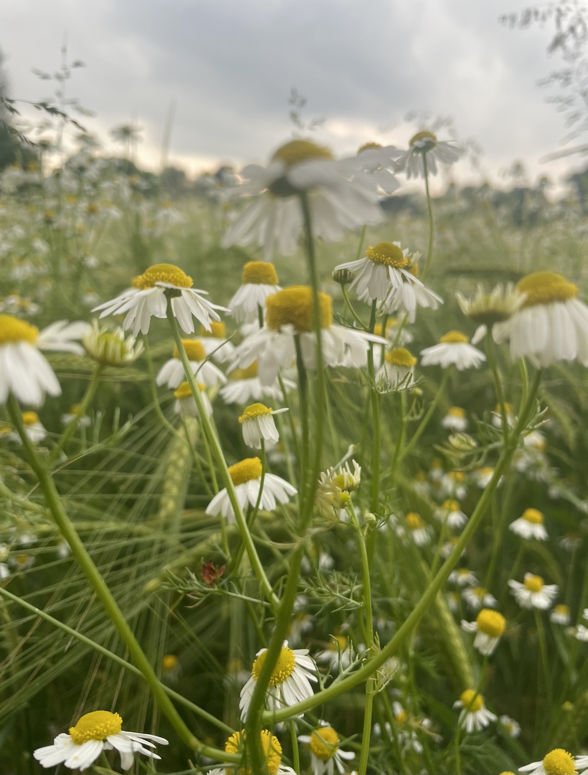 Foraging with the kids: Activities for the Summer - Foraging