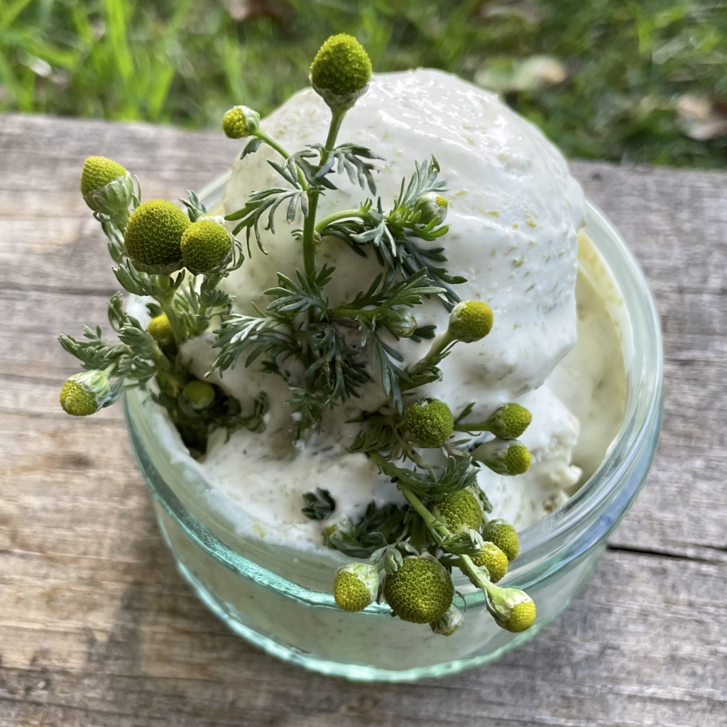 Pineapple Weed Ice cream - Foraging