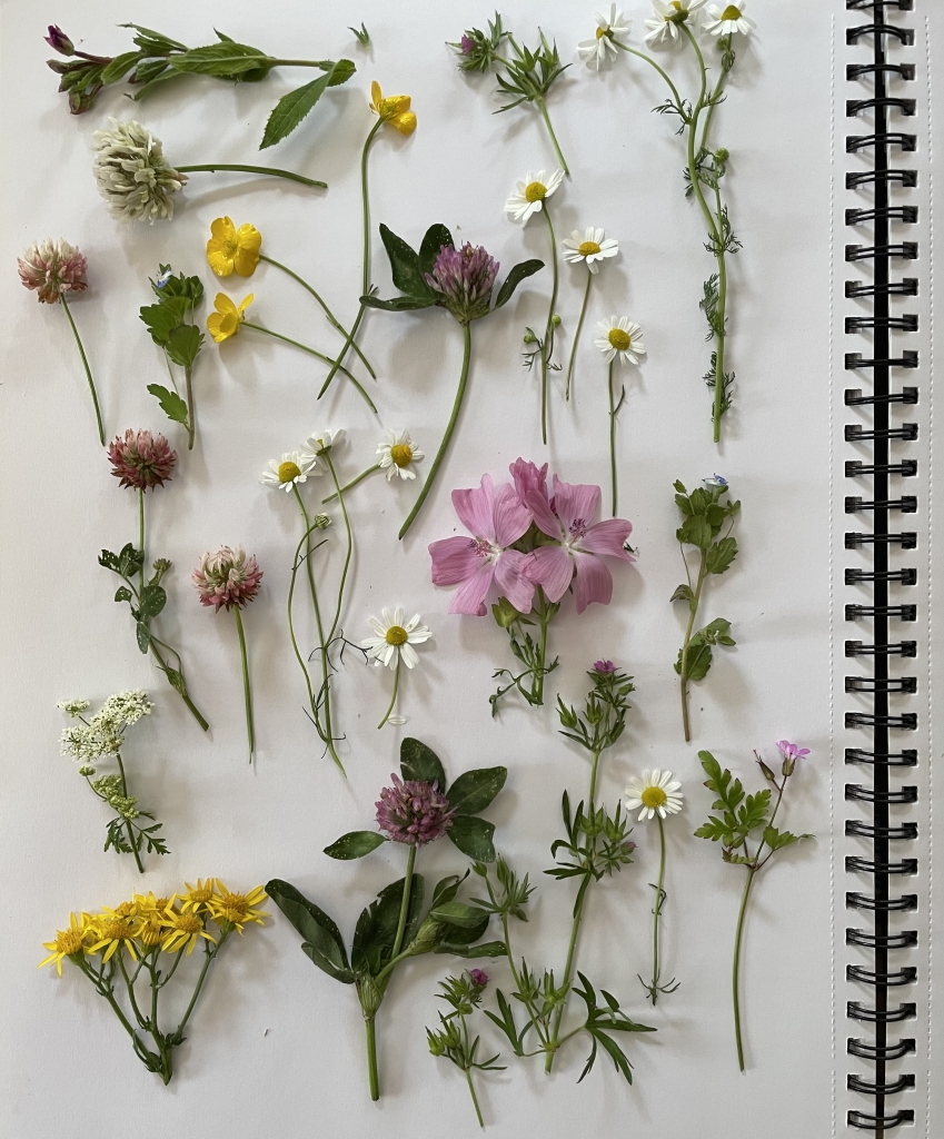 How to press and dry flowers - Foraging
