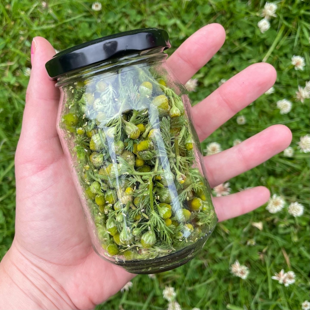 Foraging for Kids - Foraging