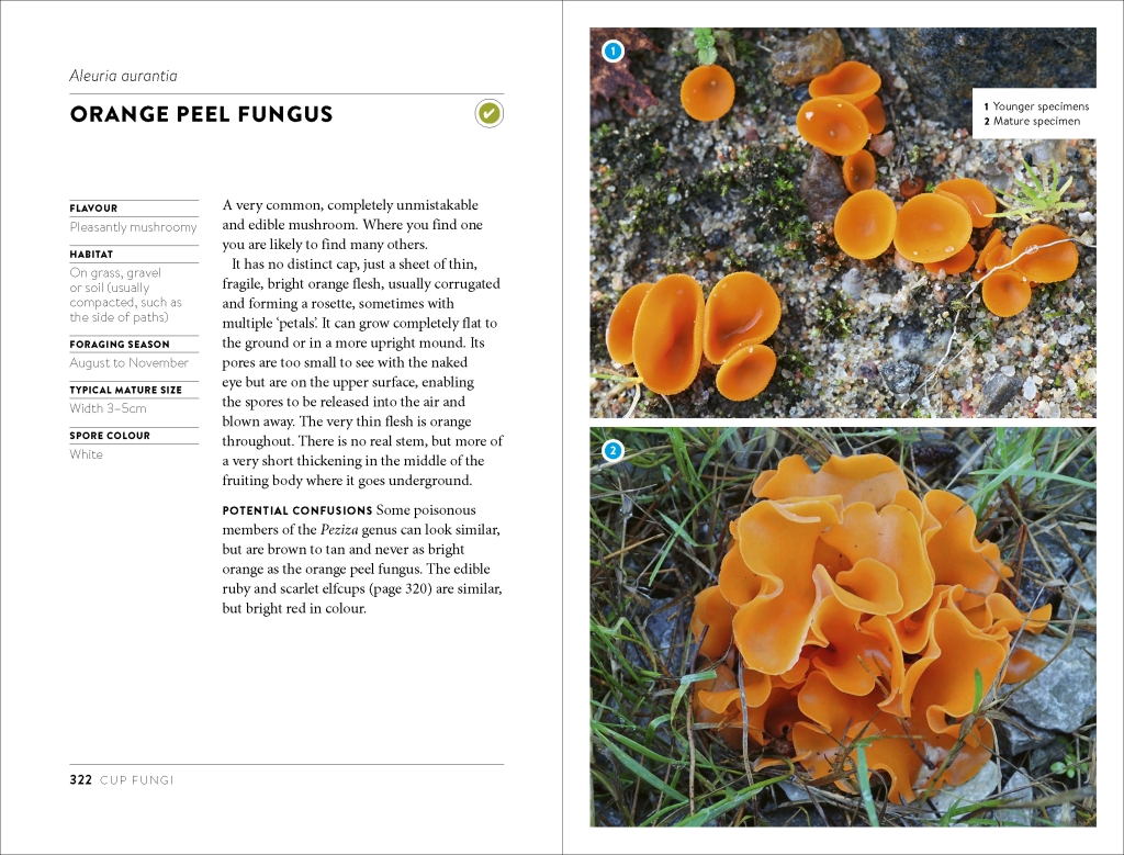 Mushroom Foraging Guide - Foraging