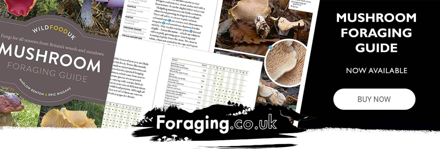 Wild Food Foraging Products: foraging books, gift vouchers, foraging guide